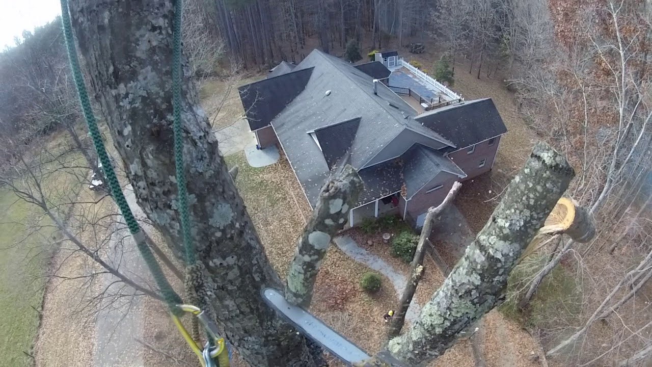 Red Oak Tree Removal Pt 2 - 2017 - YouTube