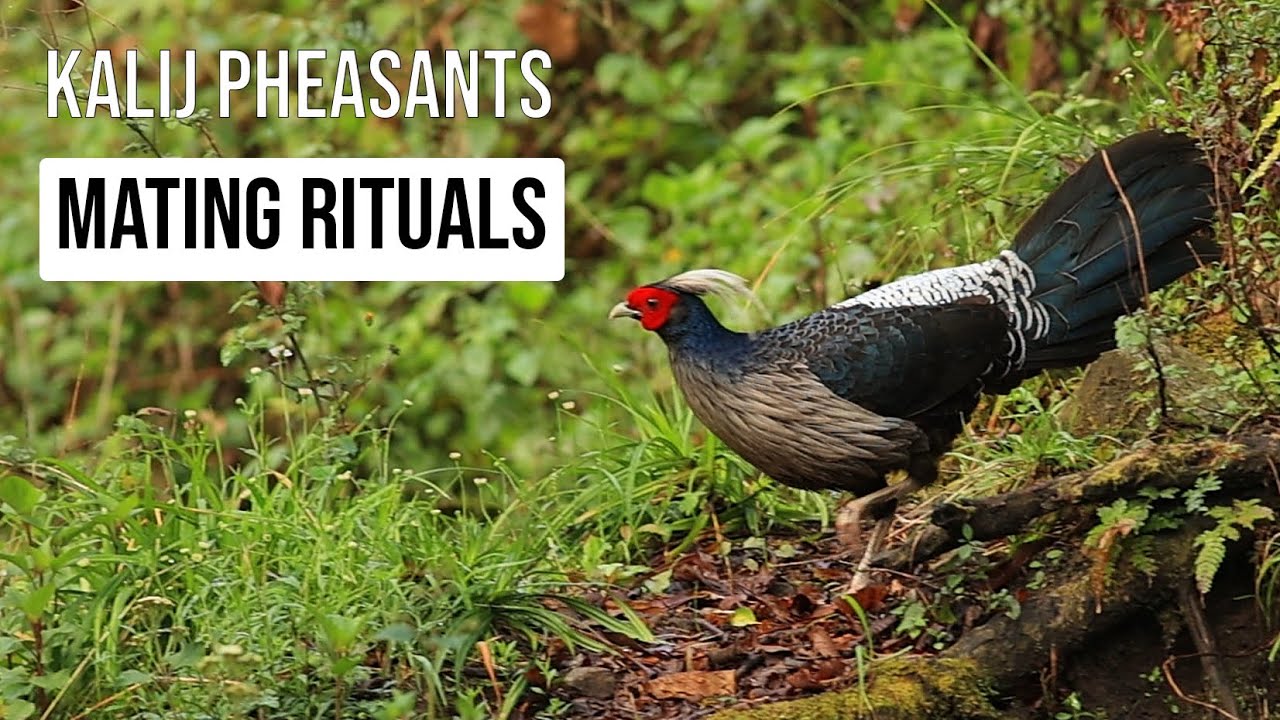 Mating Behaviour of Kalij Pheasants: Spring Birding in Himalayas of ...