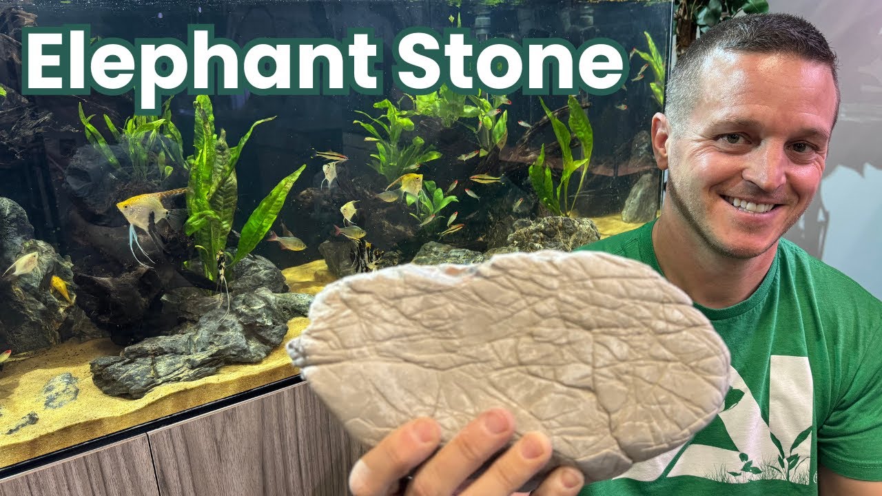 GUIDE To Aquascaping With AQUARIUM ELEPHANT STONE - YouTube