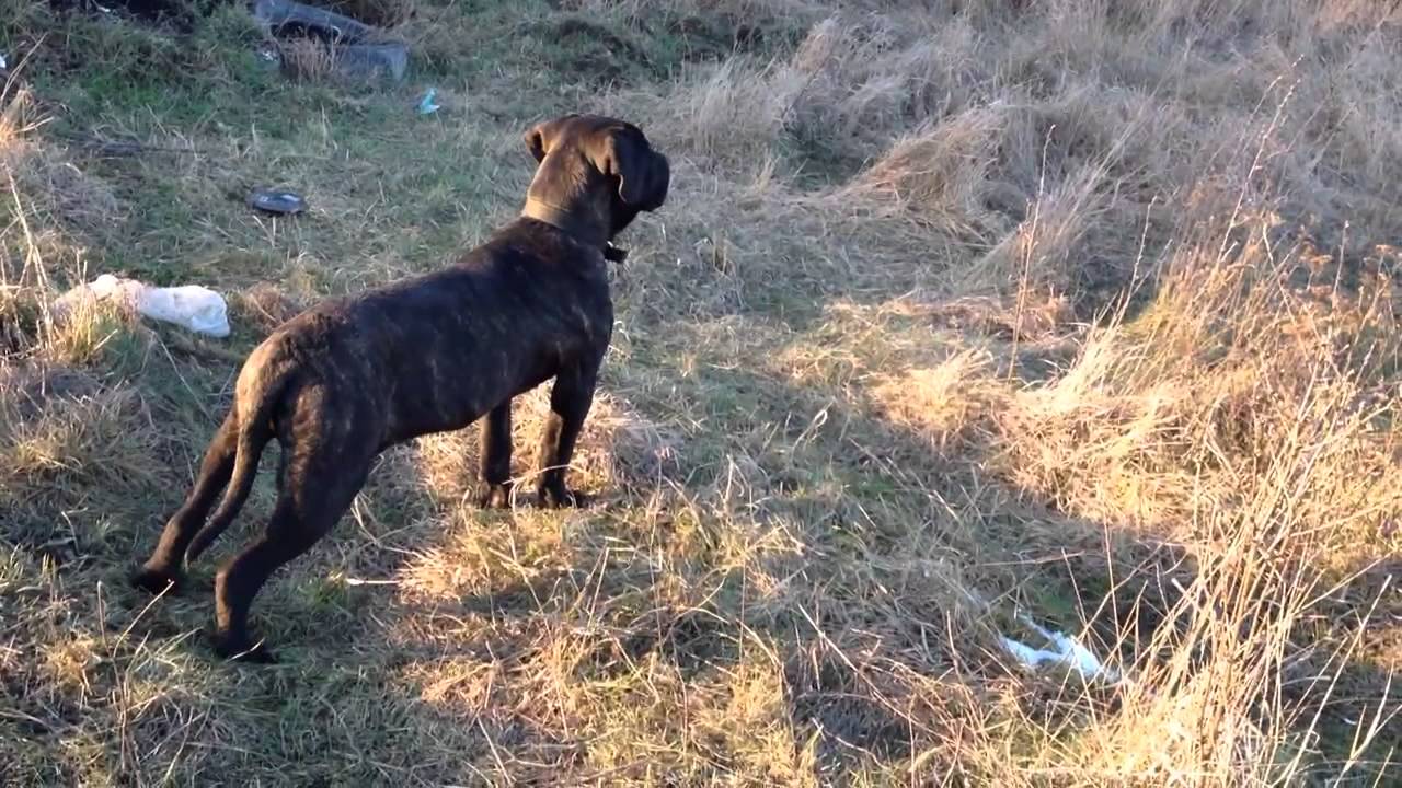 5 month old cane corso barking - YouTube