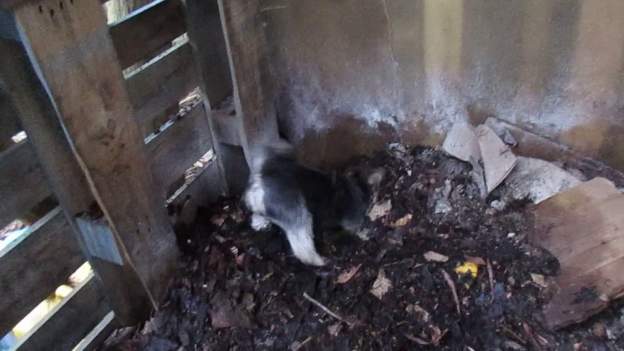 Yorkie Terrier Digs for a Rat - YouTube