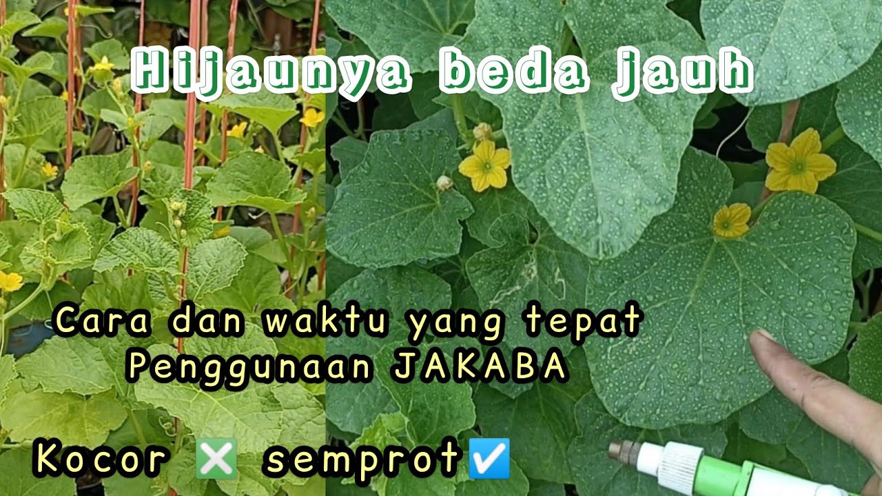 CARA MENGGUNAKAN JAKABA || CARA MENGAPLIKASIKAN jamur JAKABA - YouTube
