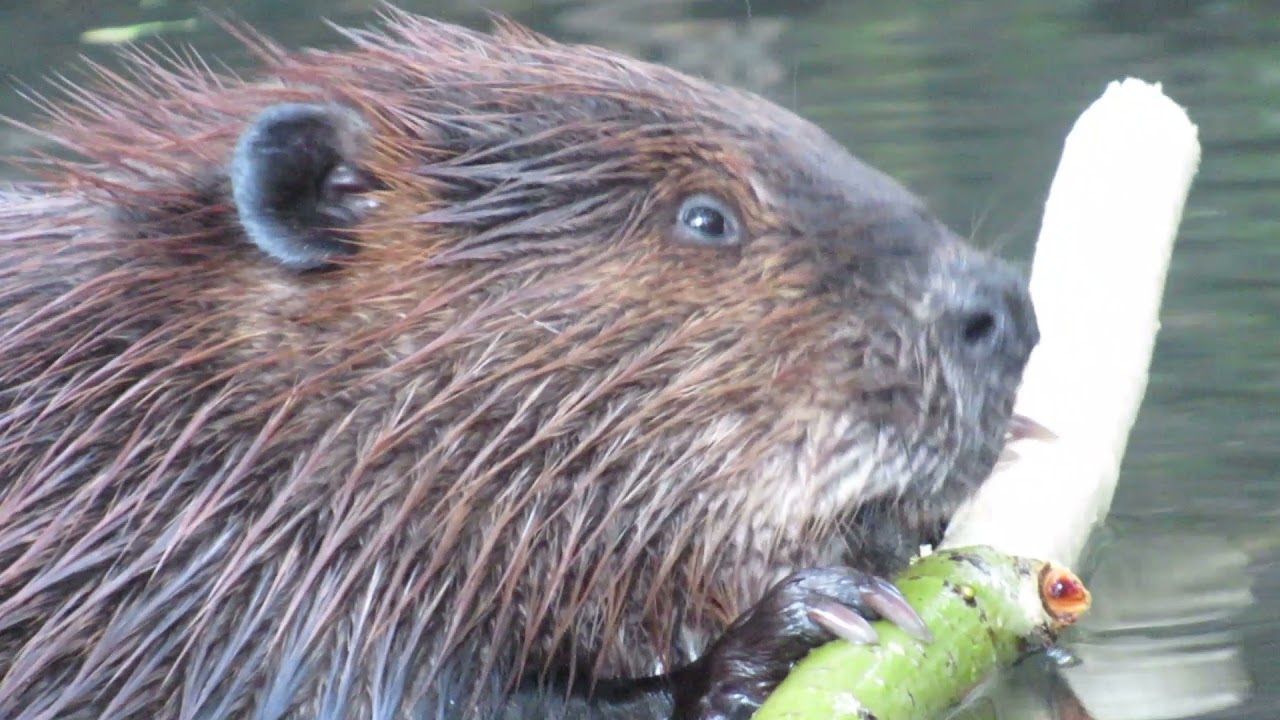 Extreme Close Up Video of Beaver Chewing on Tree Bark in Pond - YouTube