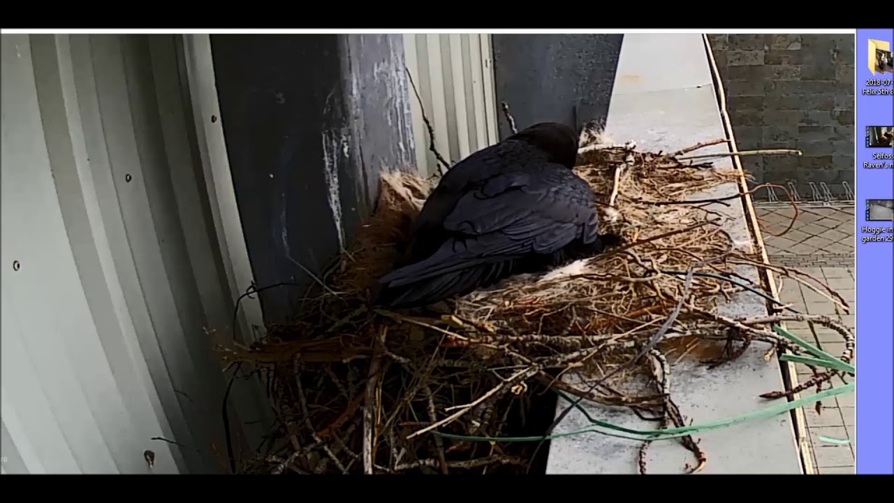 Selfoss Raven cam Iceland Hatchlings 1st May 2019 - YouTube