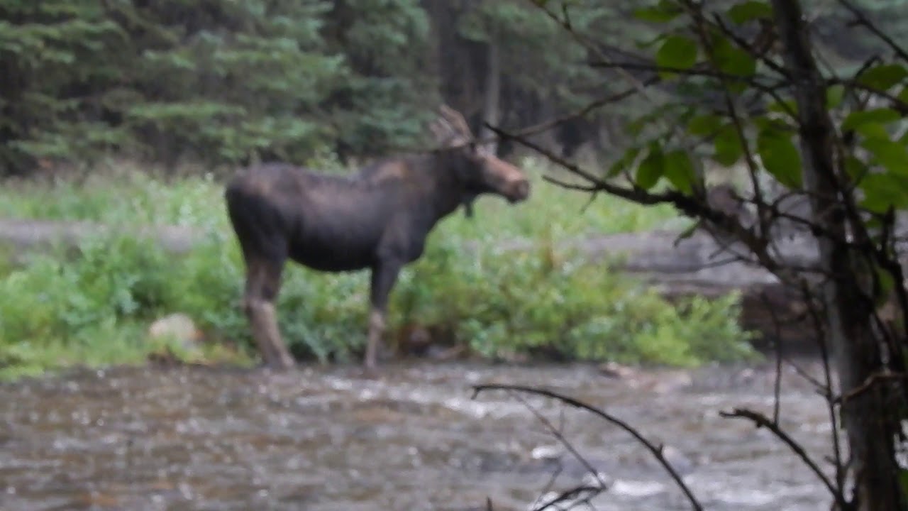 Moose in Rain & Hail at Shell Creek Campground (Lots of Blurry ...