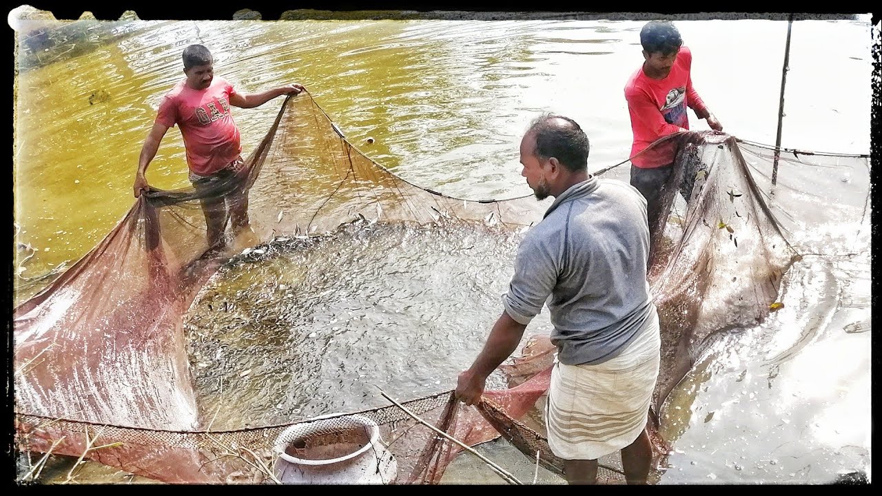 Incredible view of the best rural people of the year fish catching with ...
