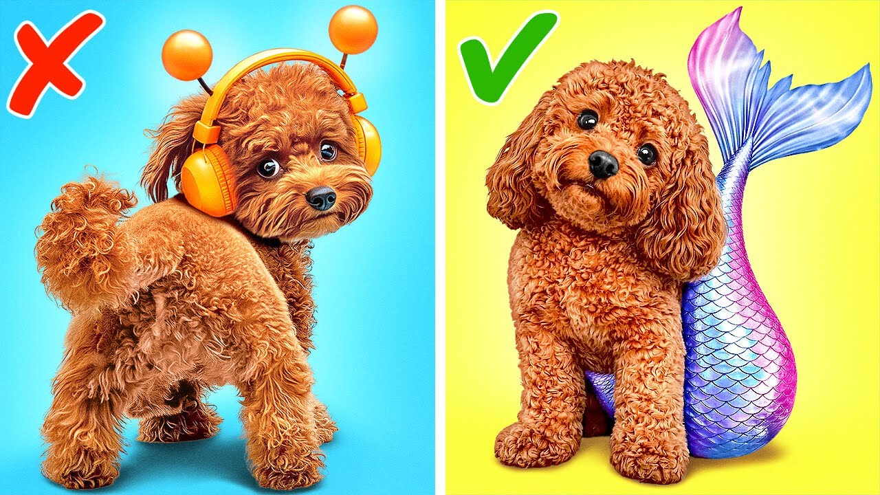Puppy Mermaid Costume 😍 *Cutest Pet Gadgets And Crafts You’ve Ever Seen ...