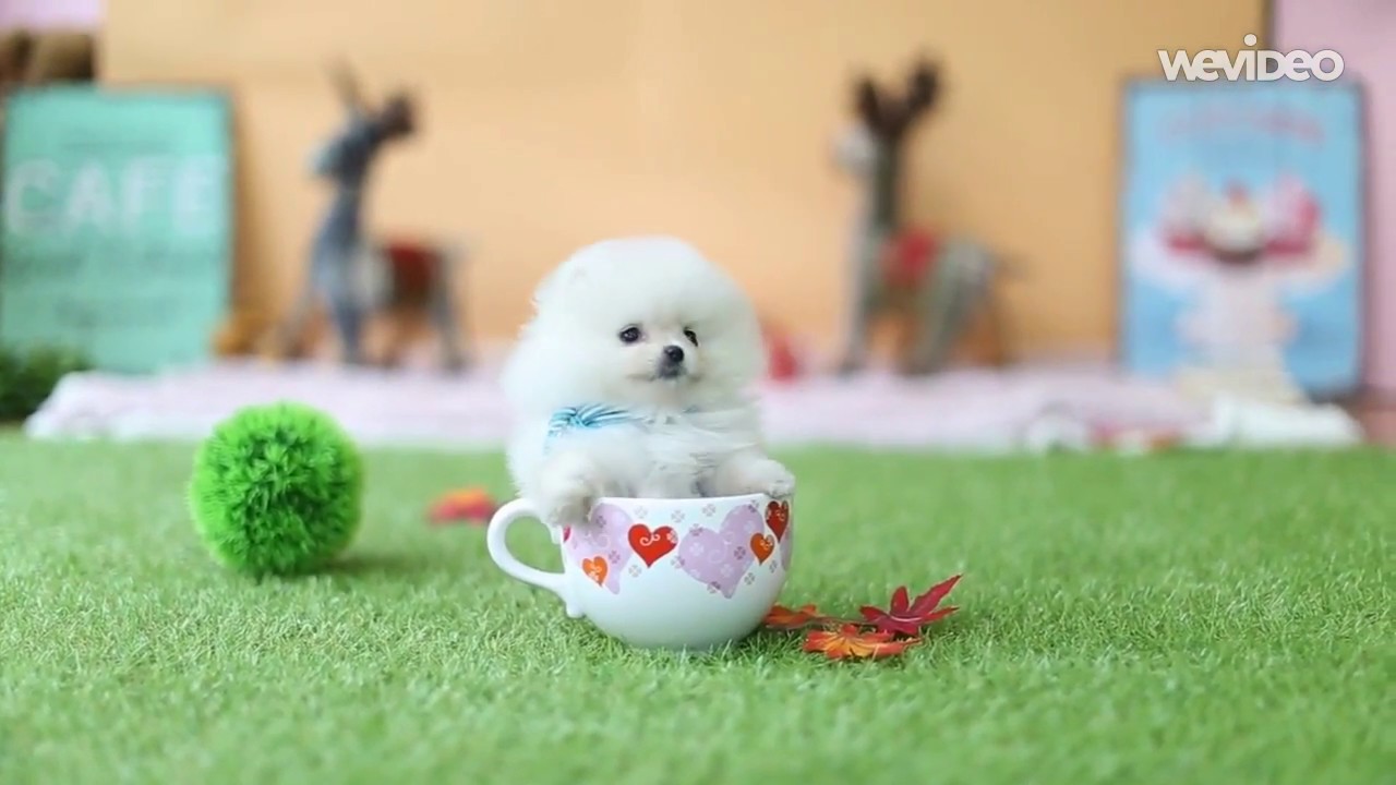Very Cute Pomeranian Puppy - YouTube