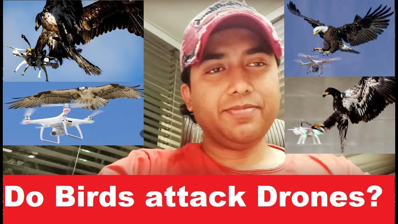 How To Prevent Drone From Bird Attack - Incredibly Shocking Footage ...