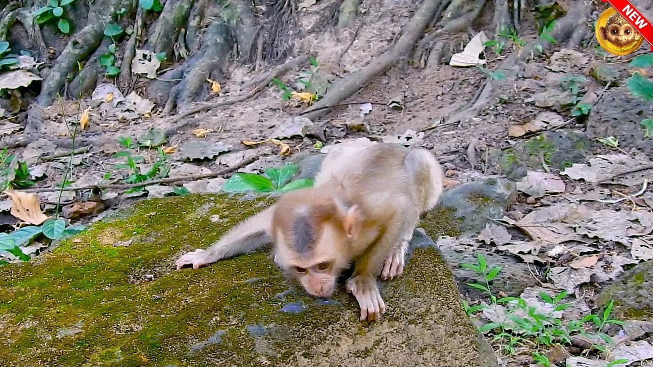 Weak Monkey Crying Out for Some Attention - YouTube