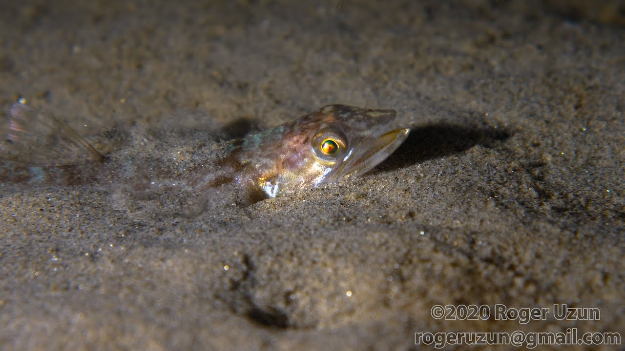 HDObservations : California Lizardfish (4K UHD) - YouTube