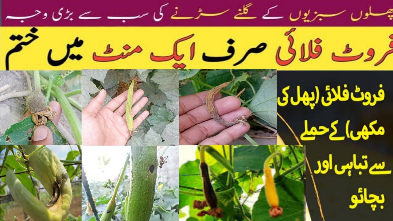 Fruit flies attack || How to control fruit fly (Phal ki makhi), Fruit Drops |plalon Ka Pila Hona ...