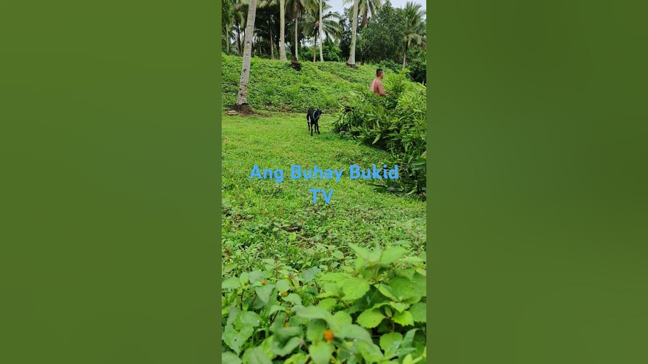 #Ang Buhay Bukid TV#Magpakainmunatayo - YouTube