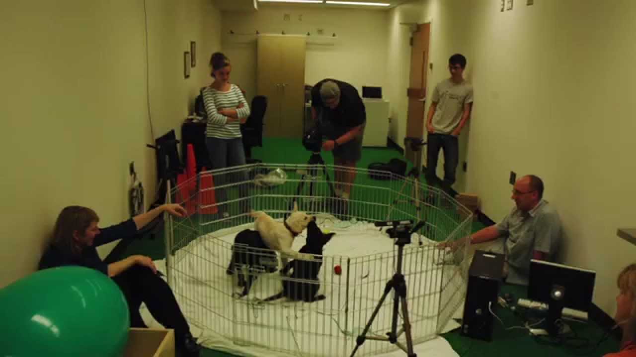 Puppy Dog Motion Capture Research - YouTube