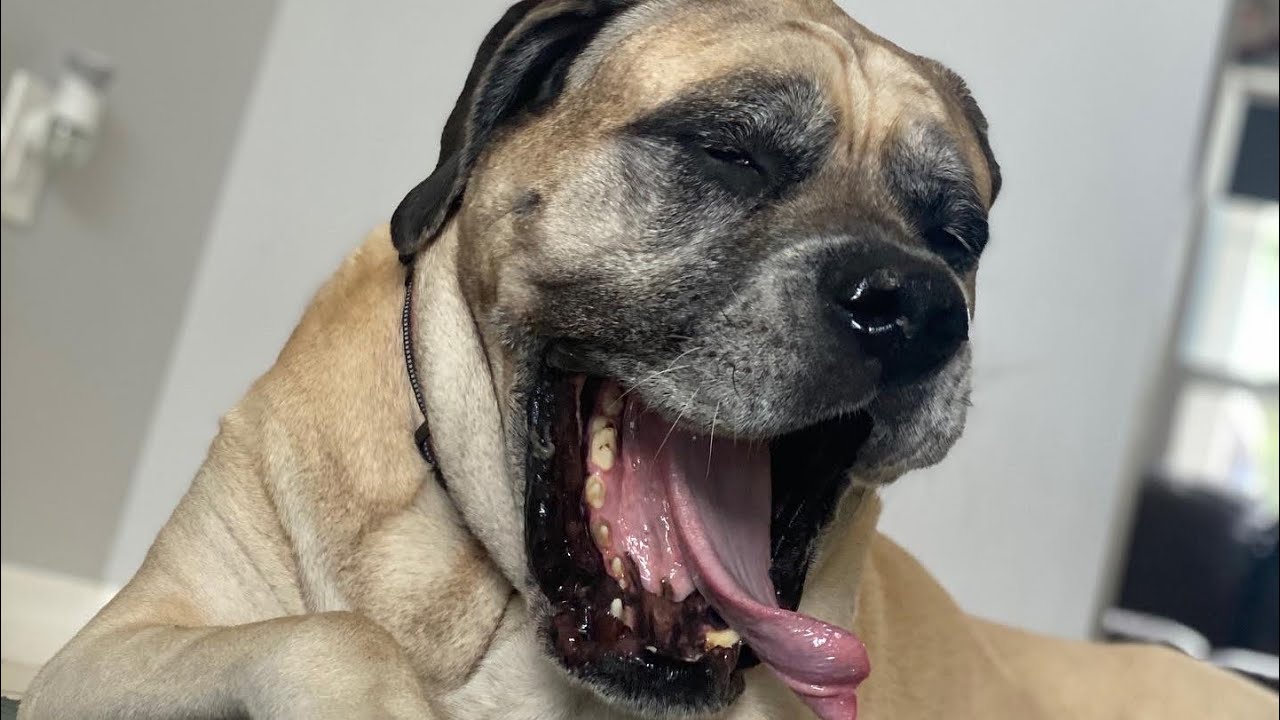 English Mastiff barks at skateboard - YouTube