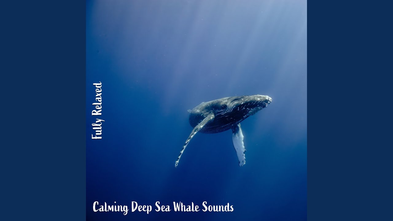Calming Deep Sea Whale Sounds, Pt. 4 - YouTube