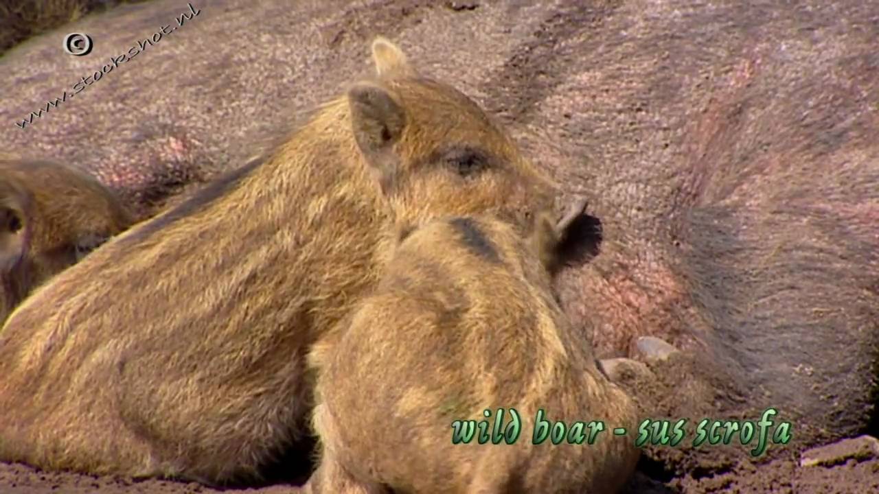 Wild Boar baby piglet pyamaparty - wild zwijn - YouTube