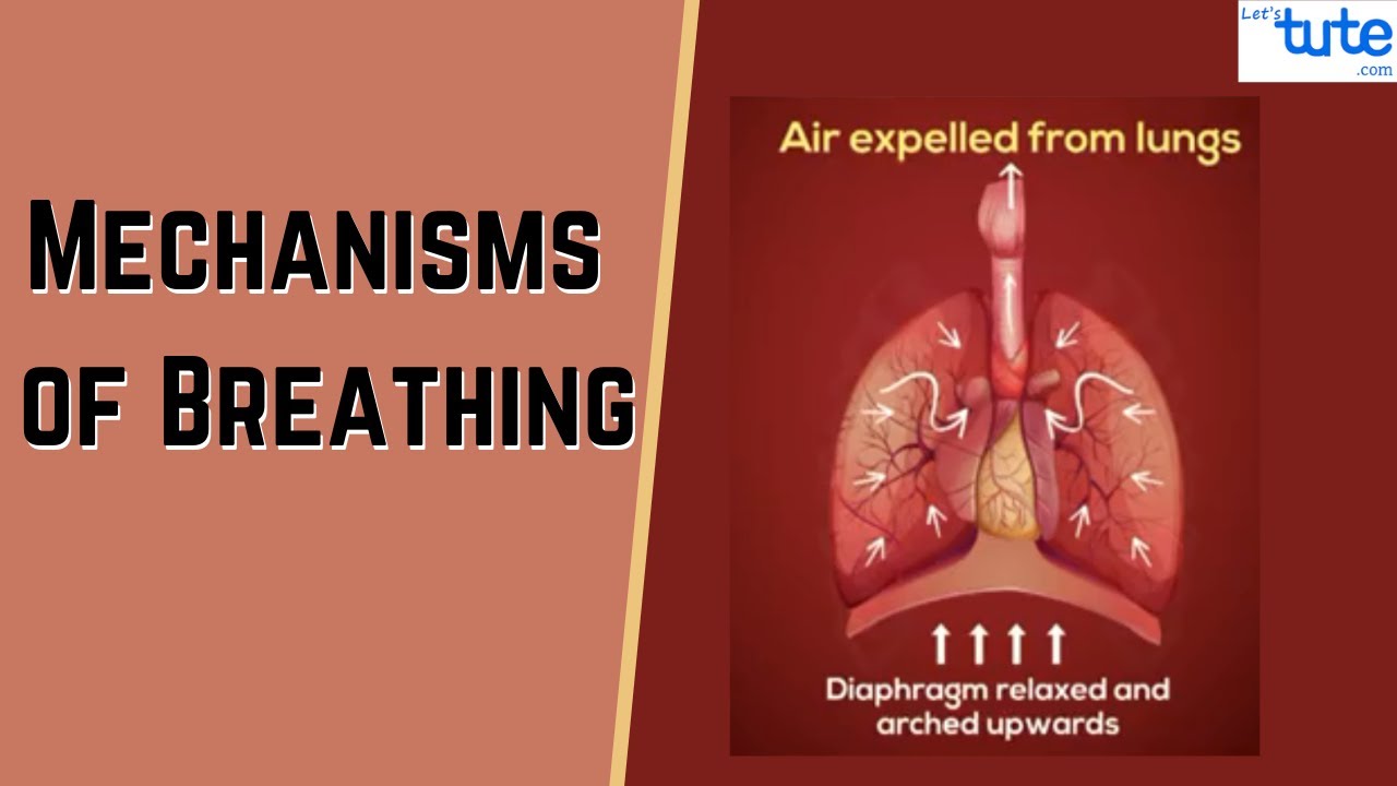 Mechanisms of Breathing in Human Beings | Class 12 Biology | Science ...