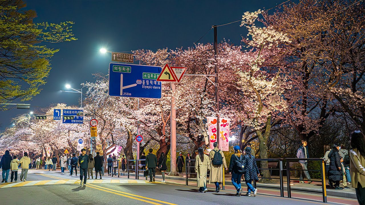 Seoul Cherry Blossom Festival Yeouido Hangang Park | Best Place to ...