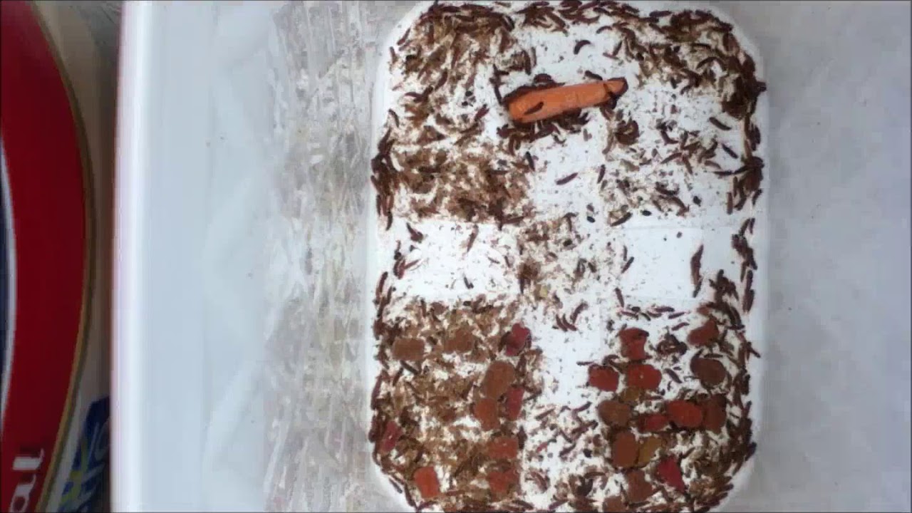 Dermestids Canada Attagenus Unicolor Dermestid Beetle Colony Timelapse ...