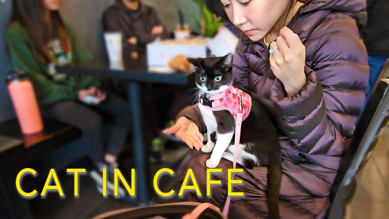 Kitten's Day Off │ Playtime and Cafe for Cat - YouTube