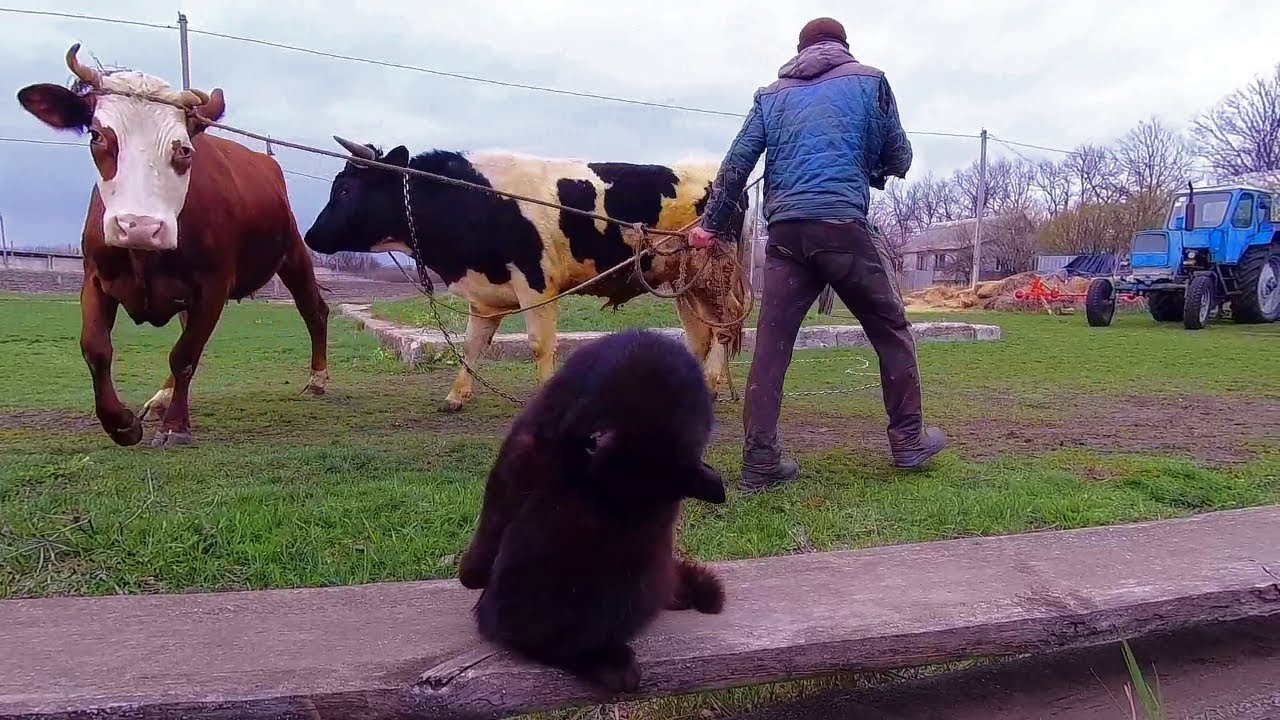 Hard Work on the Farm | Real Rural Life with Animals and Tractor ...
