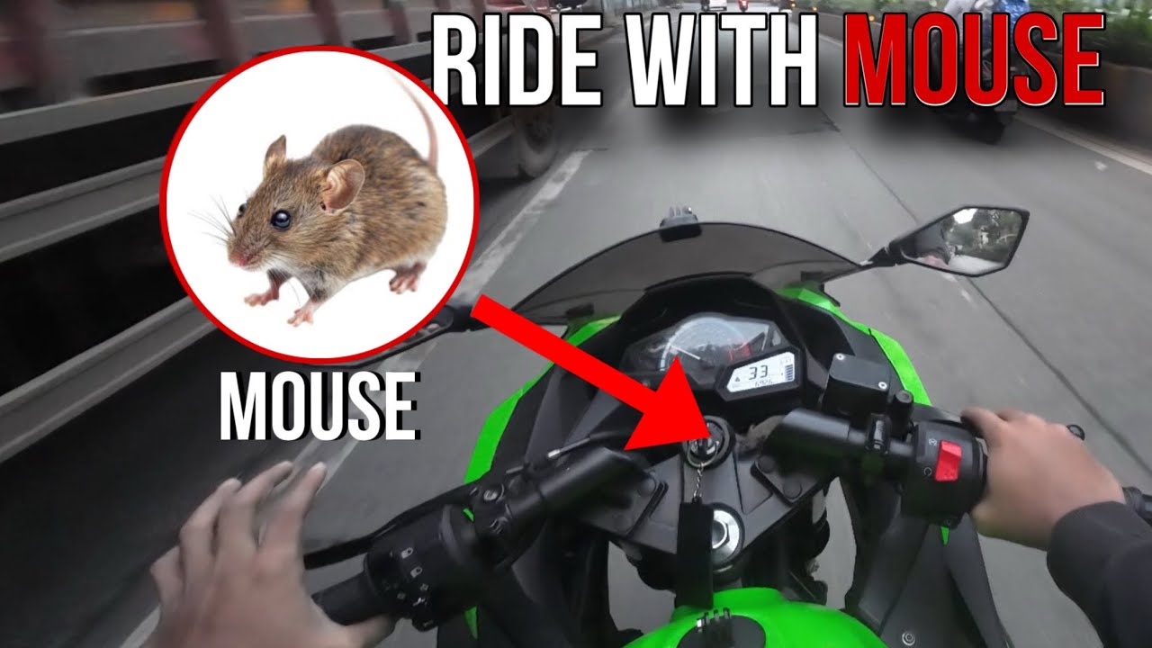 bike ride with MOUSE | daily observation #27 - YouTube