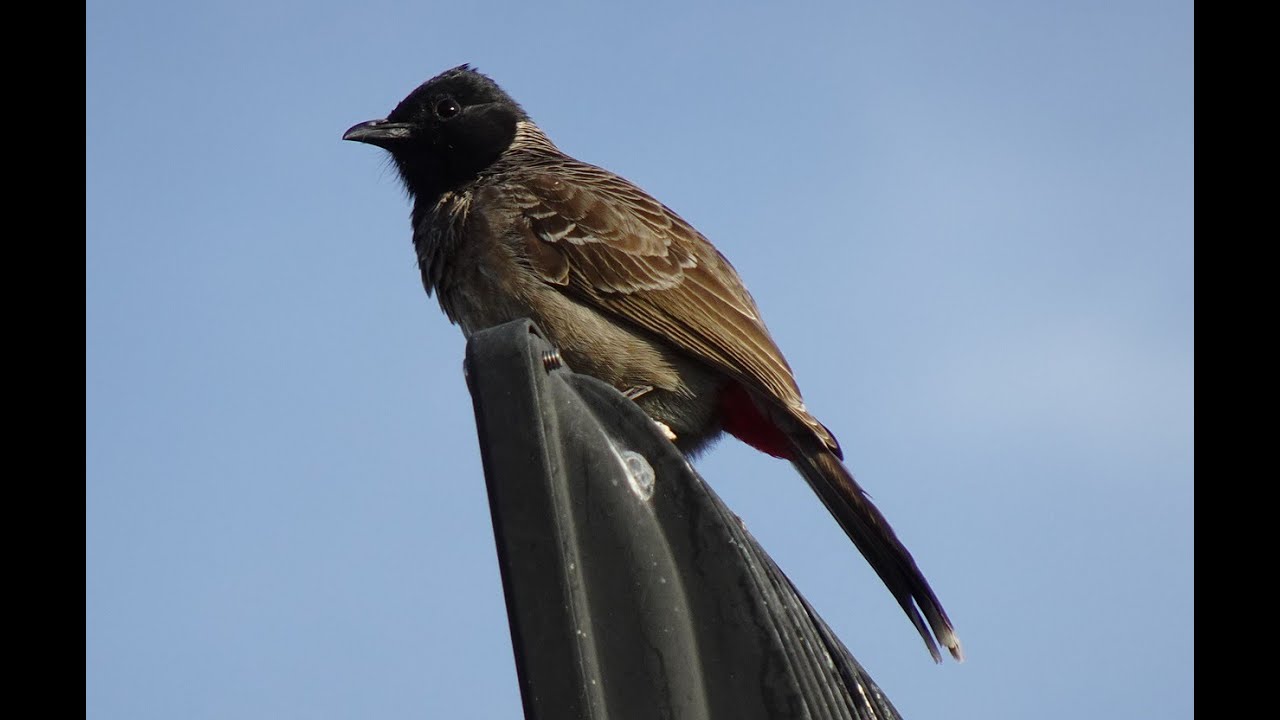 The call of the bulbul bird, the most beautiful bird sound ever ...
