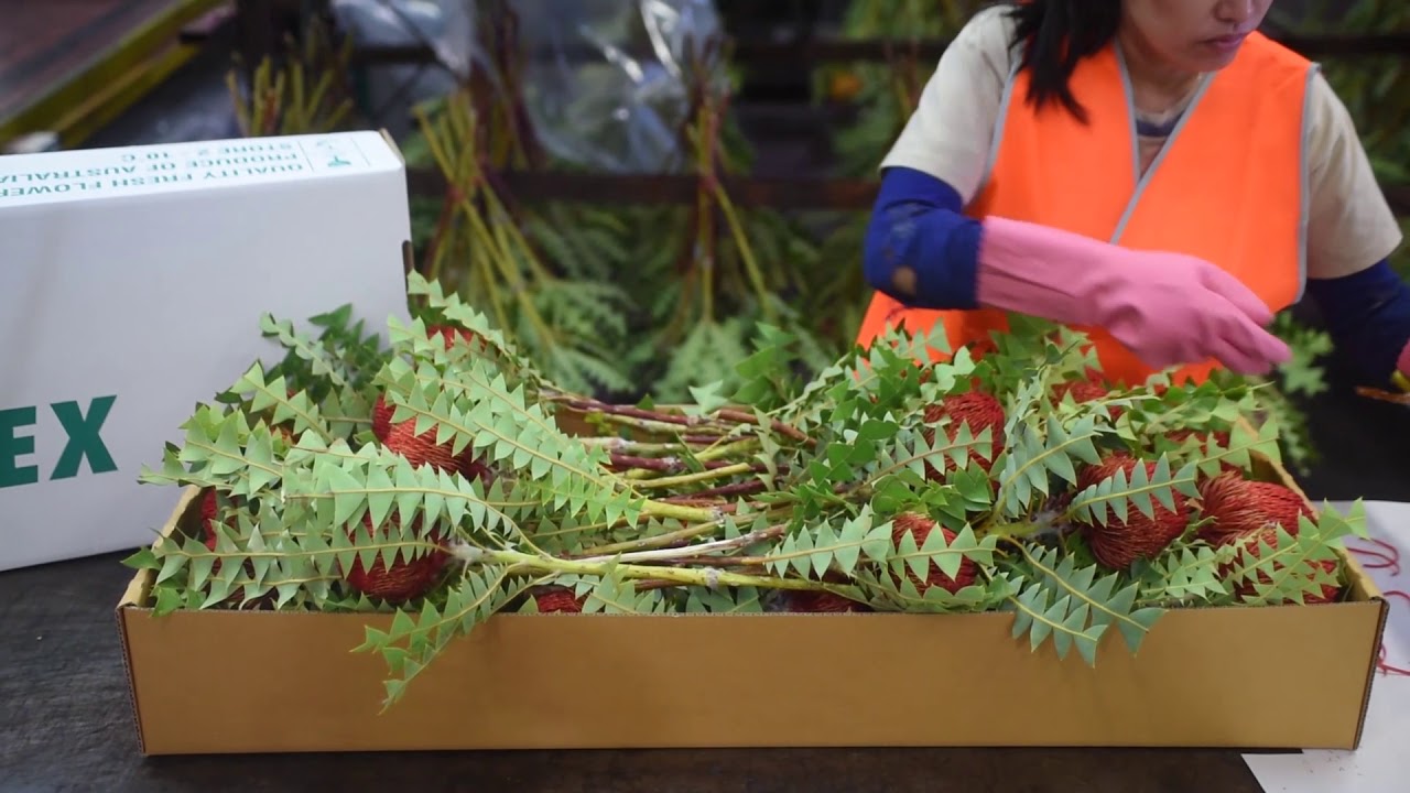 Wafex Company Video - YouTube