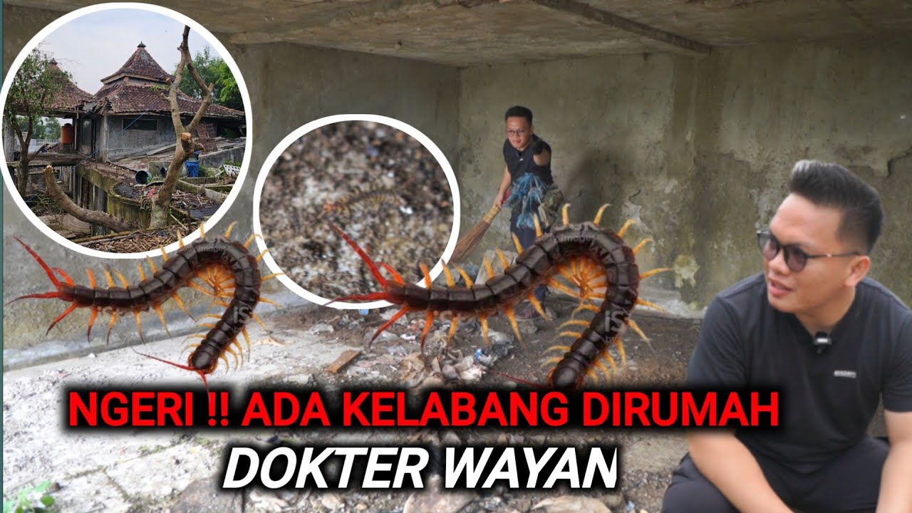 NGERI GUYS 🥵 !! KELABANG BESAR DIRUMAH DOKTER WAYAN - BANG EGO DIGIGIT ...