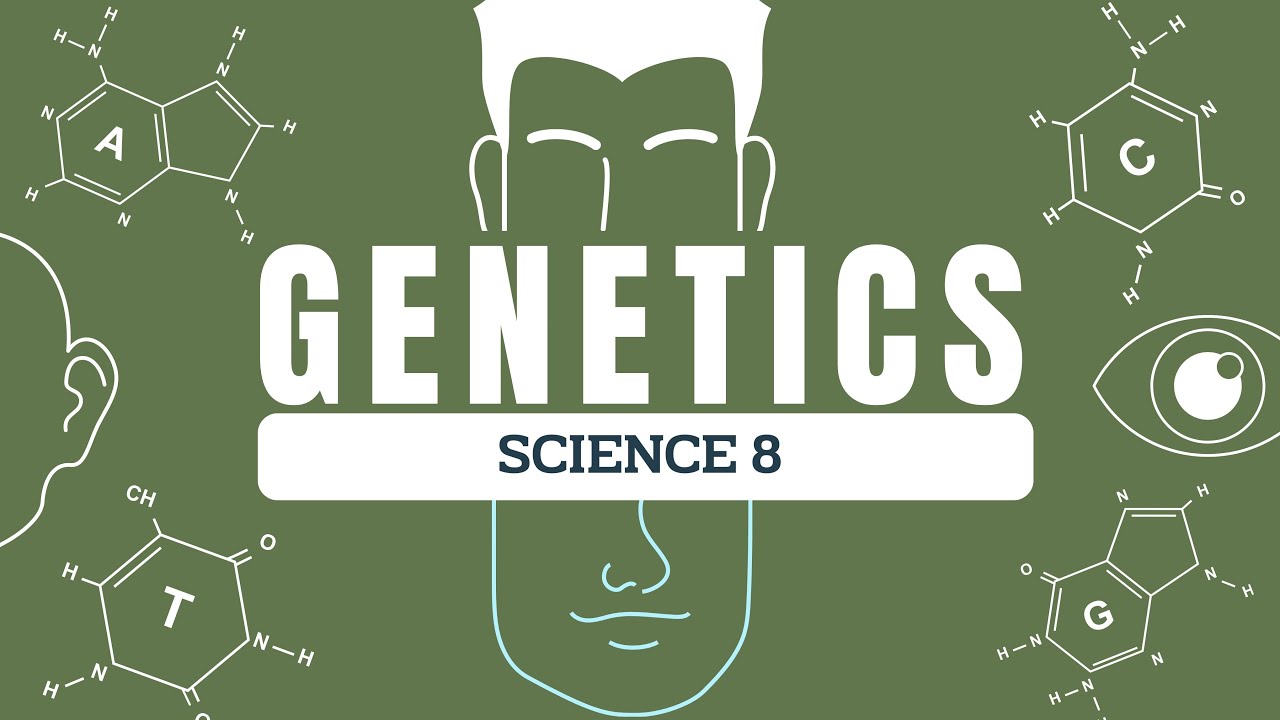 Grade 8 Genetics - YouTube