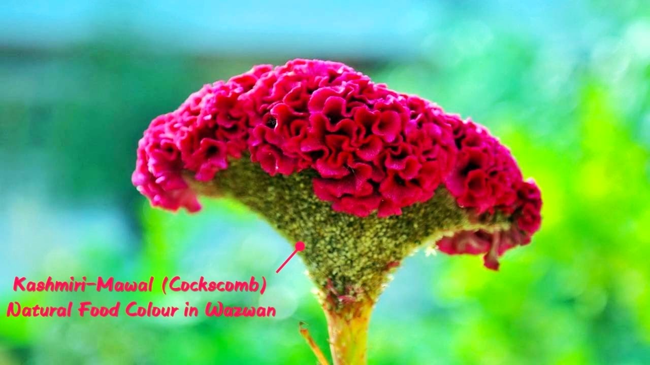Kashmiri-Mawal (cockscomb Flower) || Natural food Colour in Wazwan ...