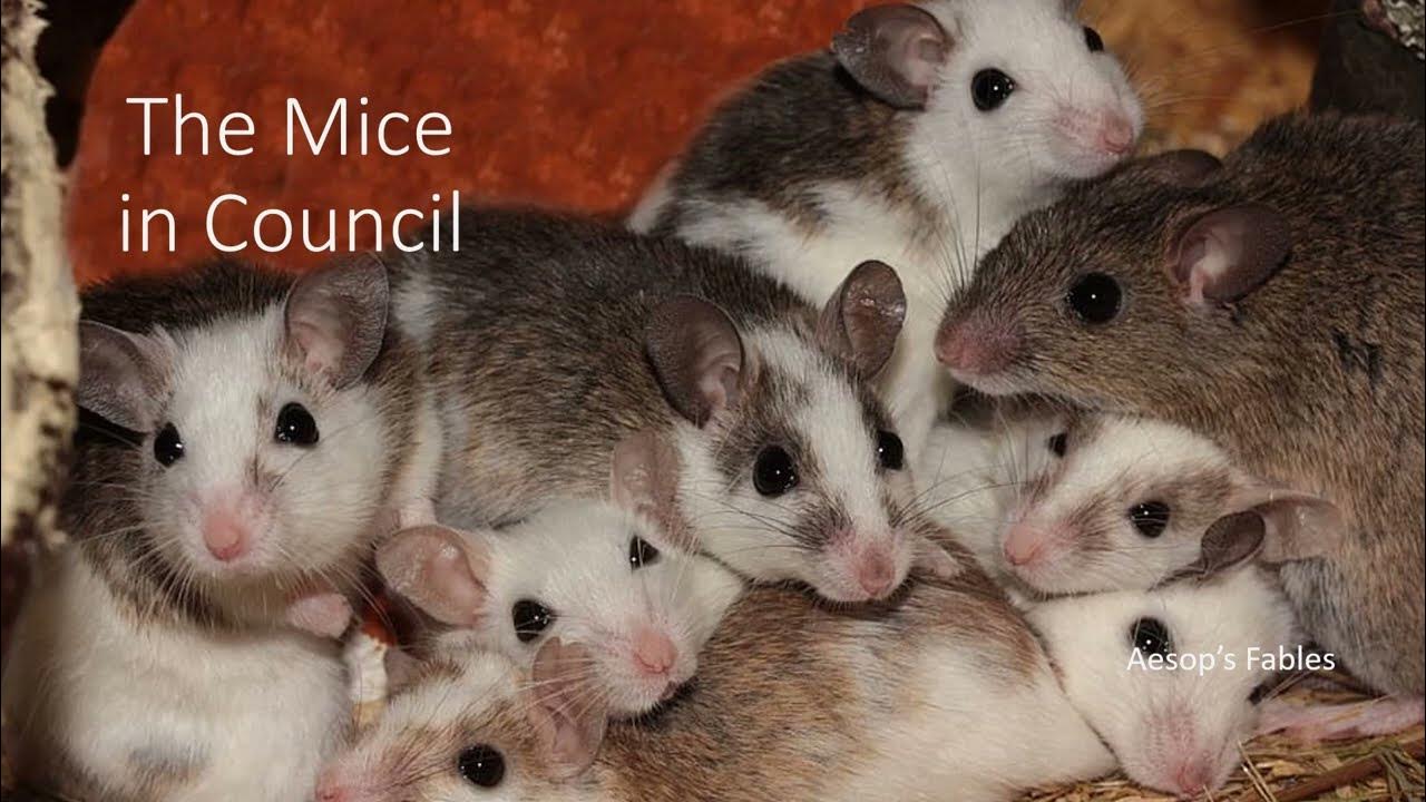 The Mice in Council; Aesop's Fables - YouTube