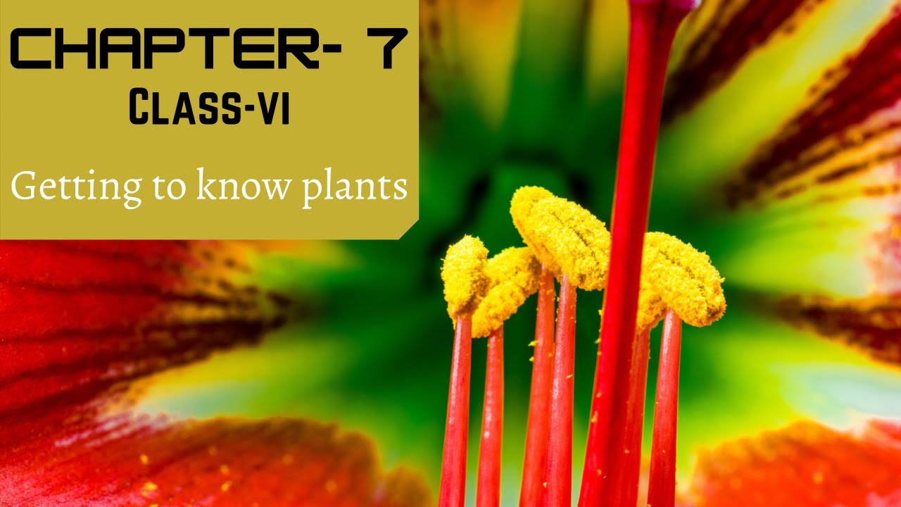 Chapter-7 | Getting to know plants | Science | class-6 | Ncert science ...