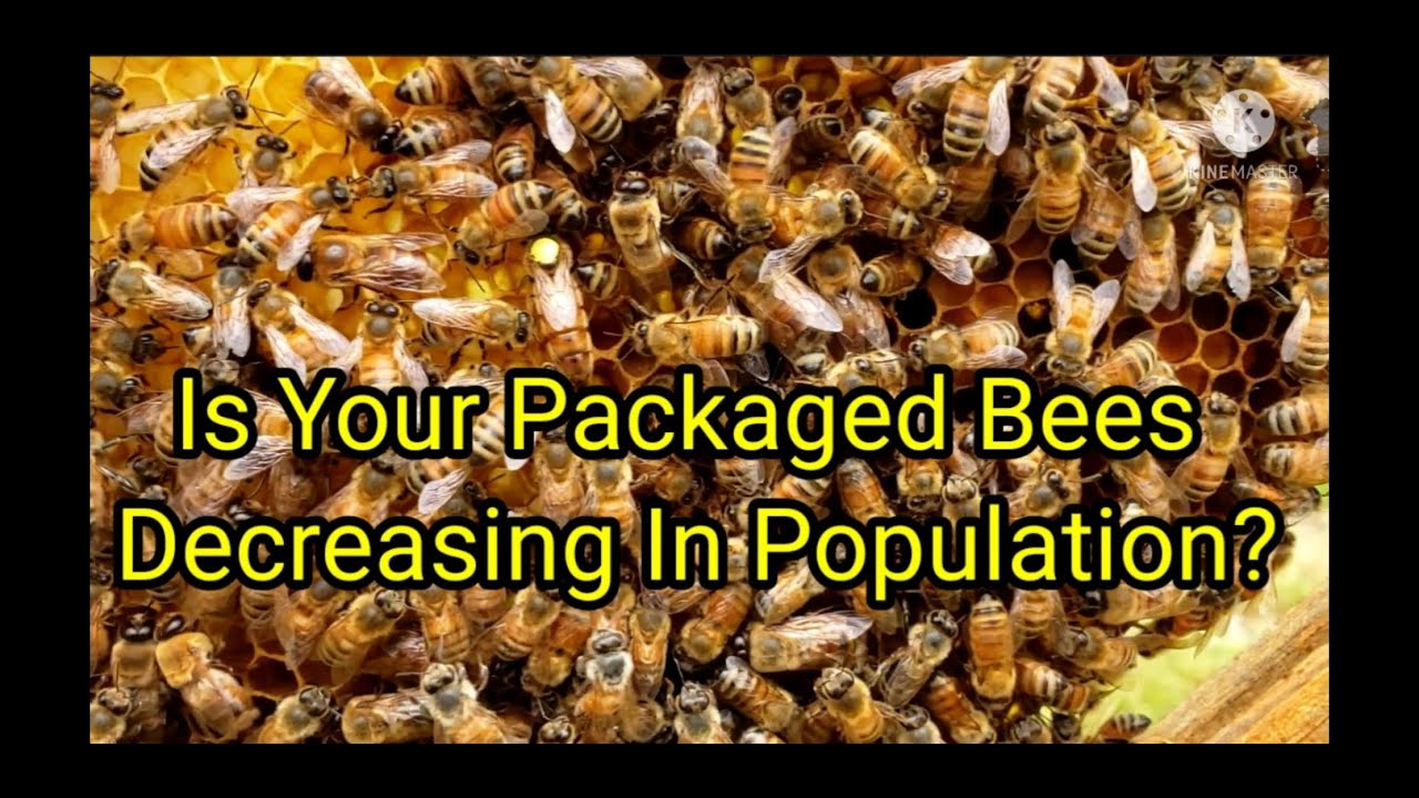 Is Your Packaged Bees Decreasing In Population? - YouTube
