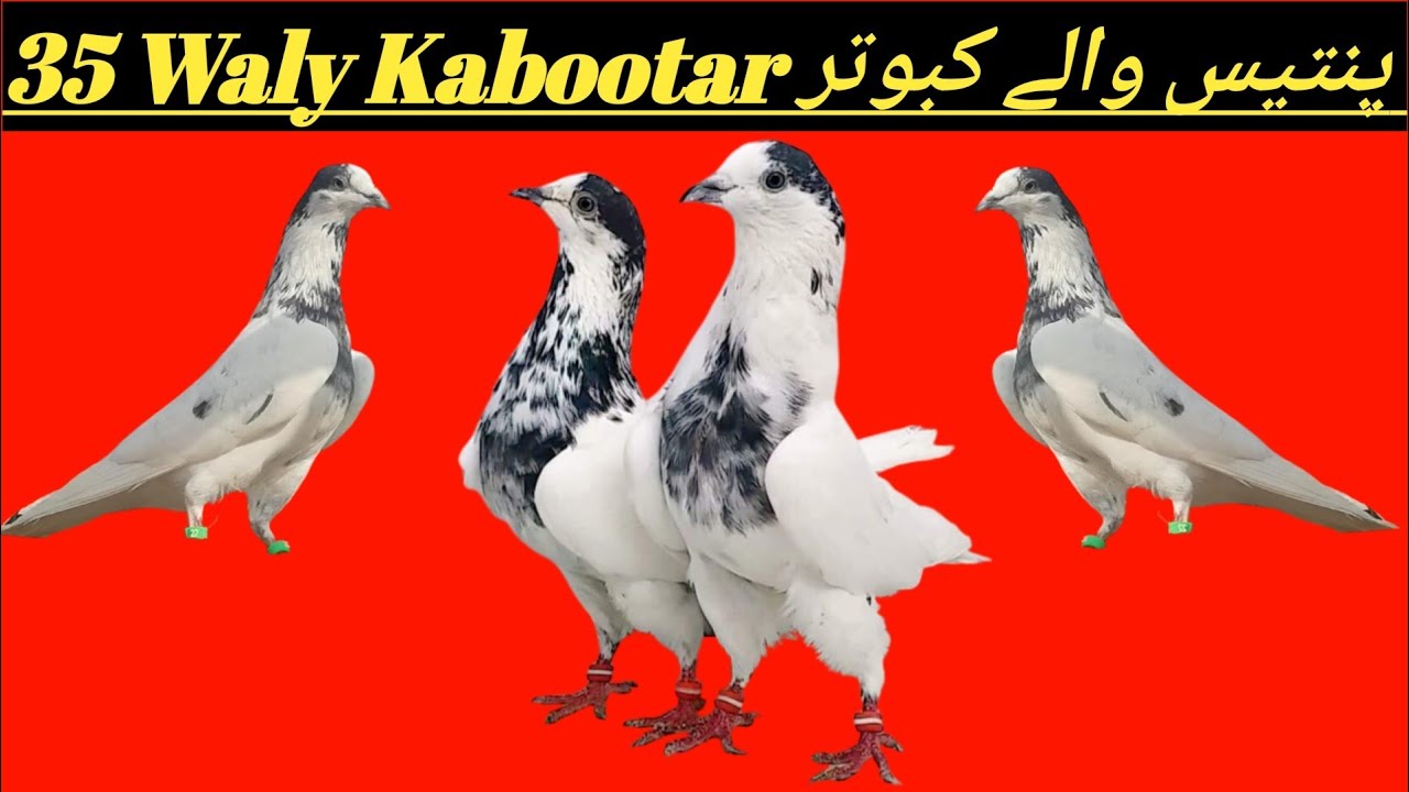 35 wale kabootar high flying jhelum pigeons [03071539639] - YouTube