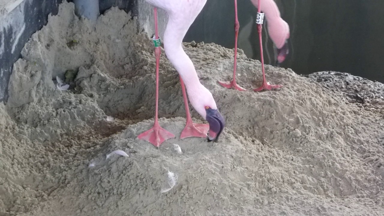 Lesser flamingo nest building (2017) - YouTube