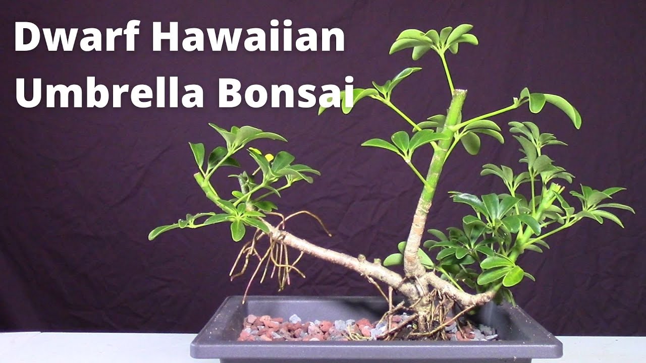 Easy bonsai Dwarf Hawaiian Umbrella Tree. Schefflera Arboricola. - YouTube