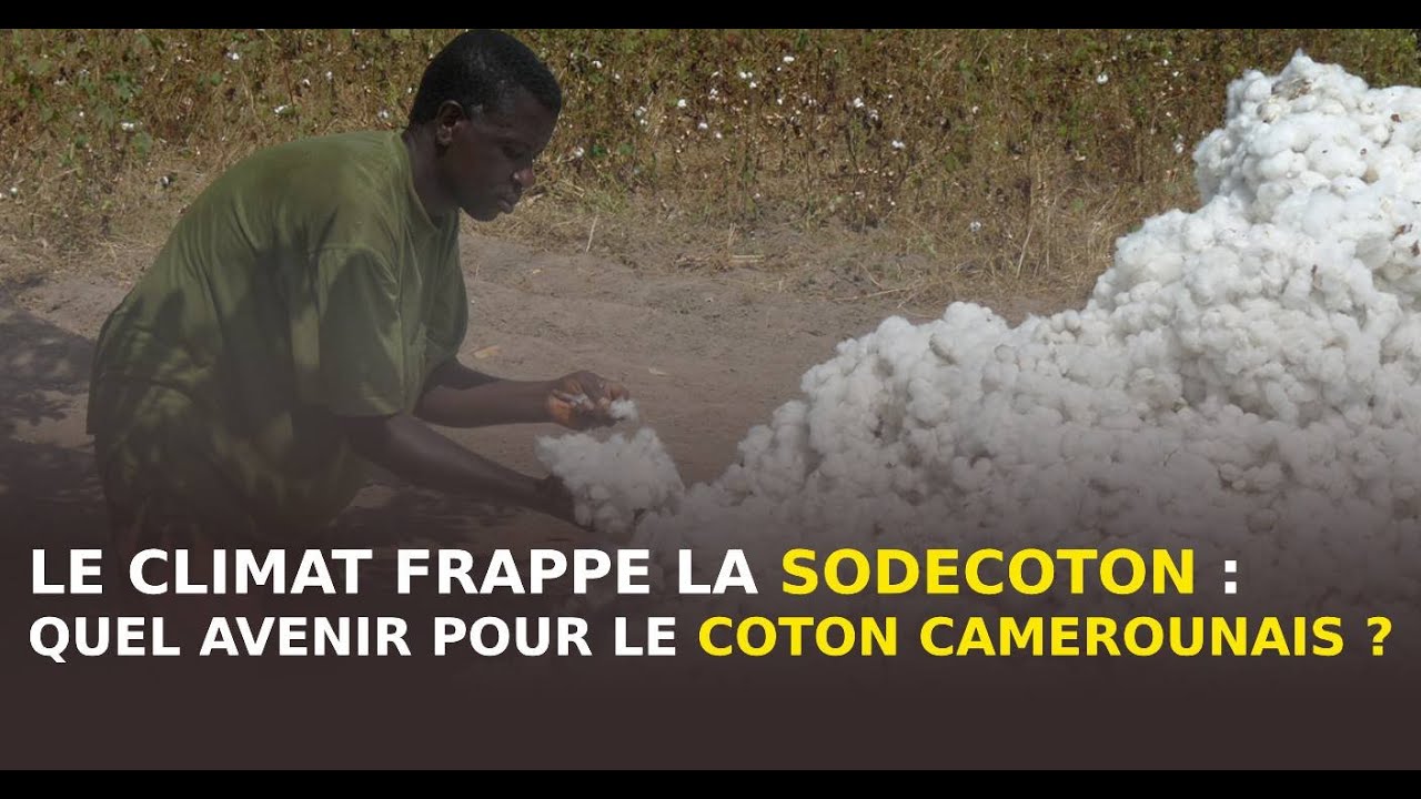 LE CLIMAT FRAPPE LA SODECOTON : QUEL AVENIR POUR LE COTON CAMEROUNAIS ...