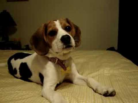 cutest beagle puppy ever!! - YouTube