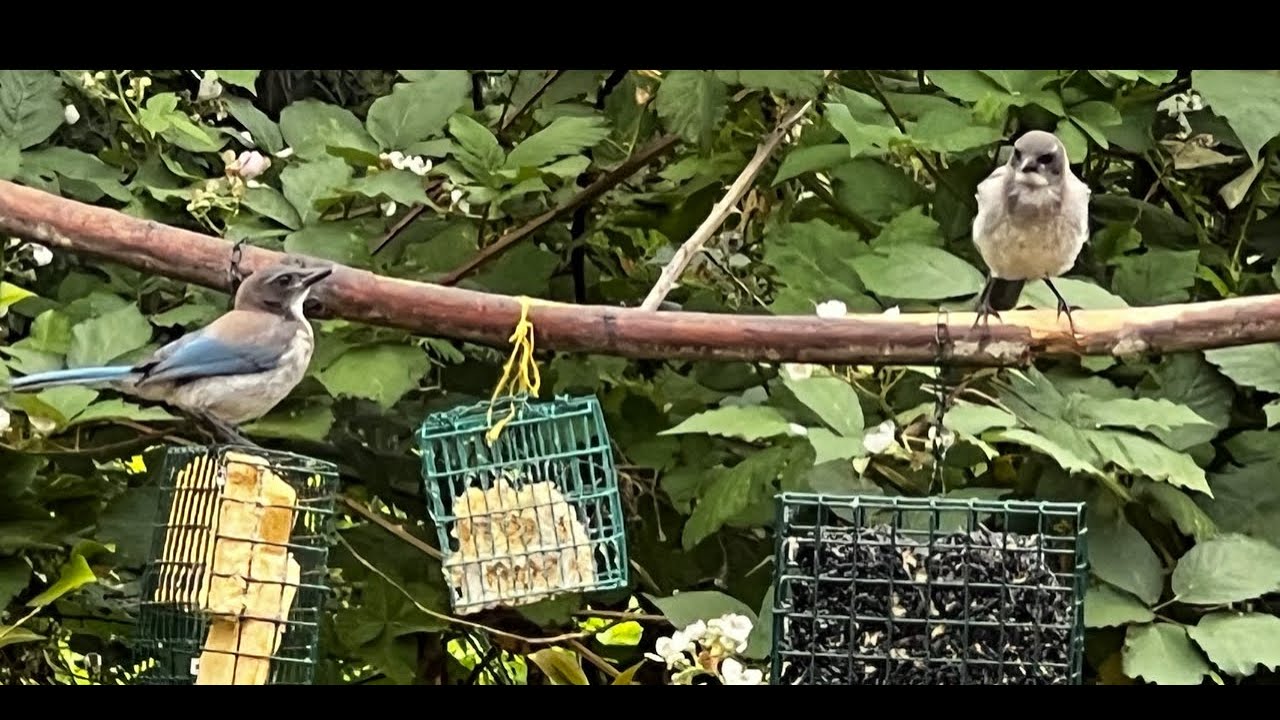 ASMR Hours of Wild birds Making Noises on the Feeder #PNW - YouTube