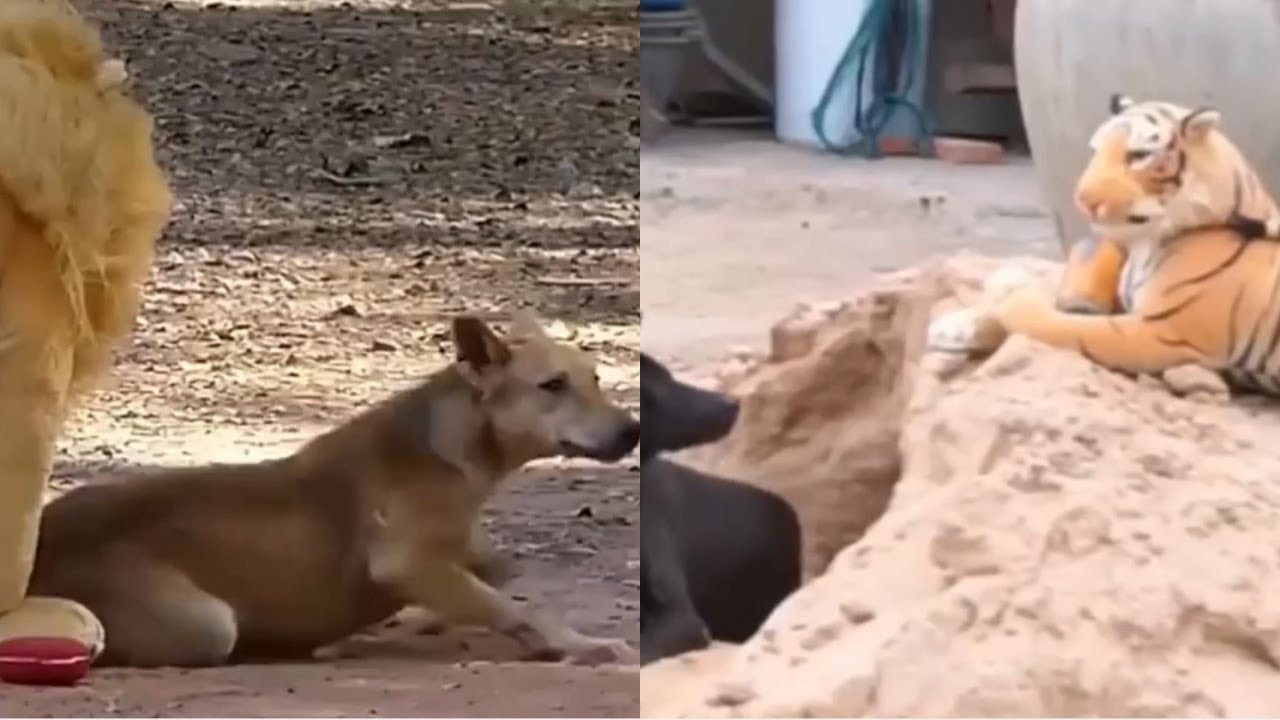 Comedy dog prank video | Dummy animal prank | Cute Pets Kingdom - YouTube