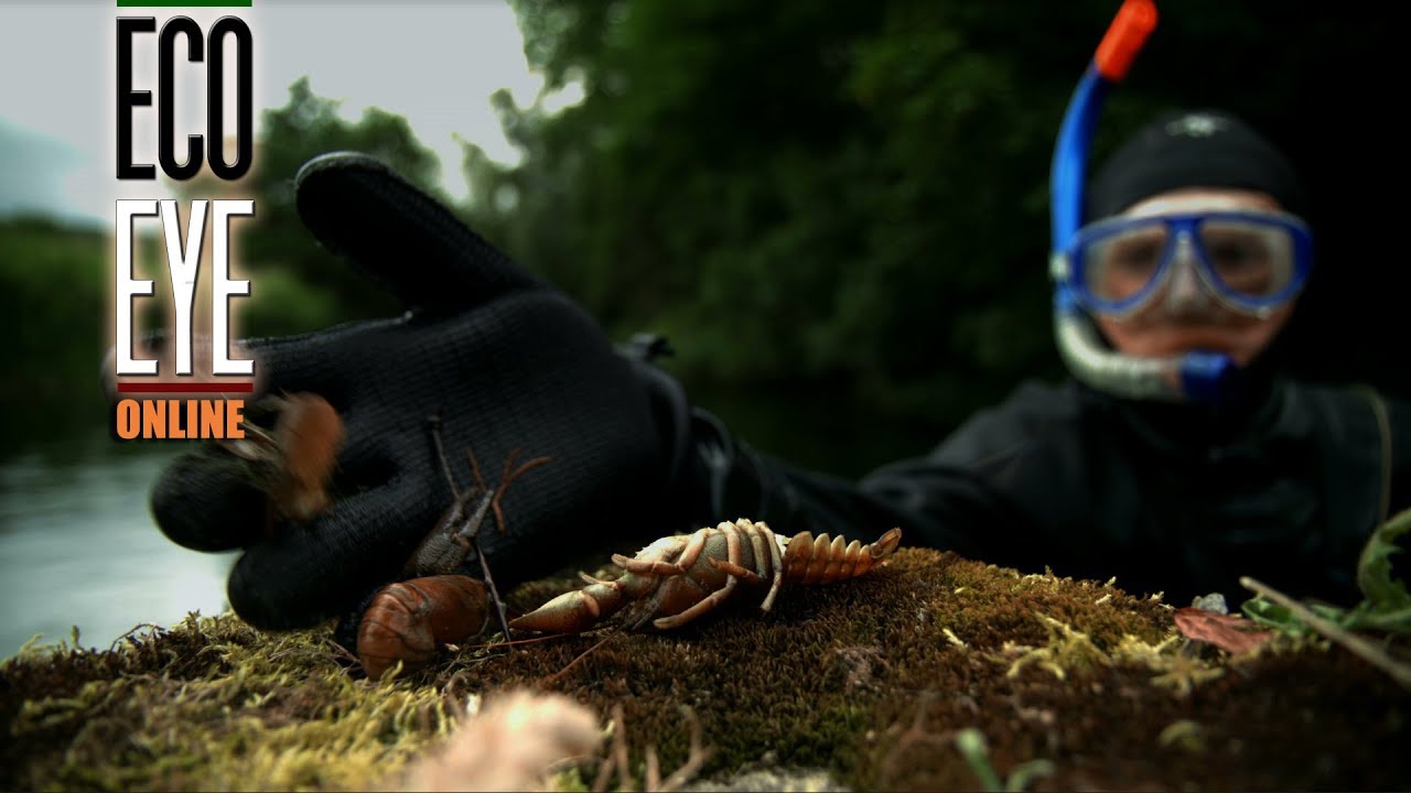 Deadly Crayfish Plague in Ireland Summer 2017 - YouTube