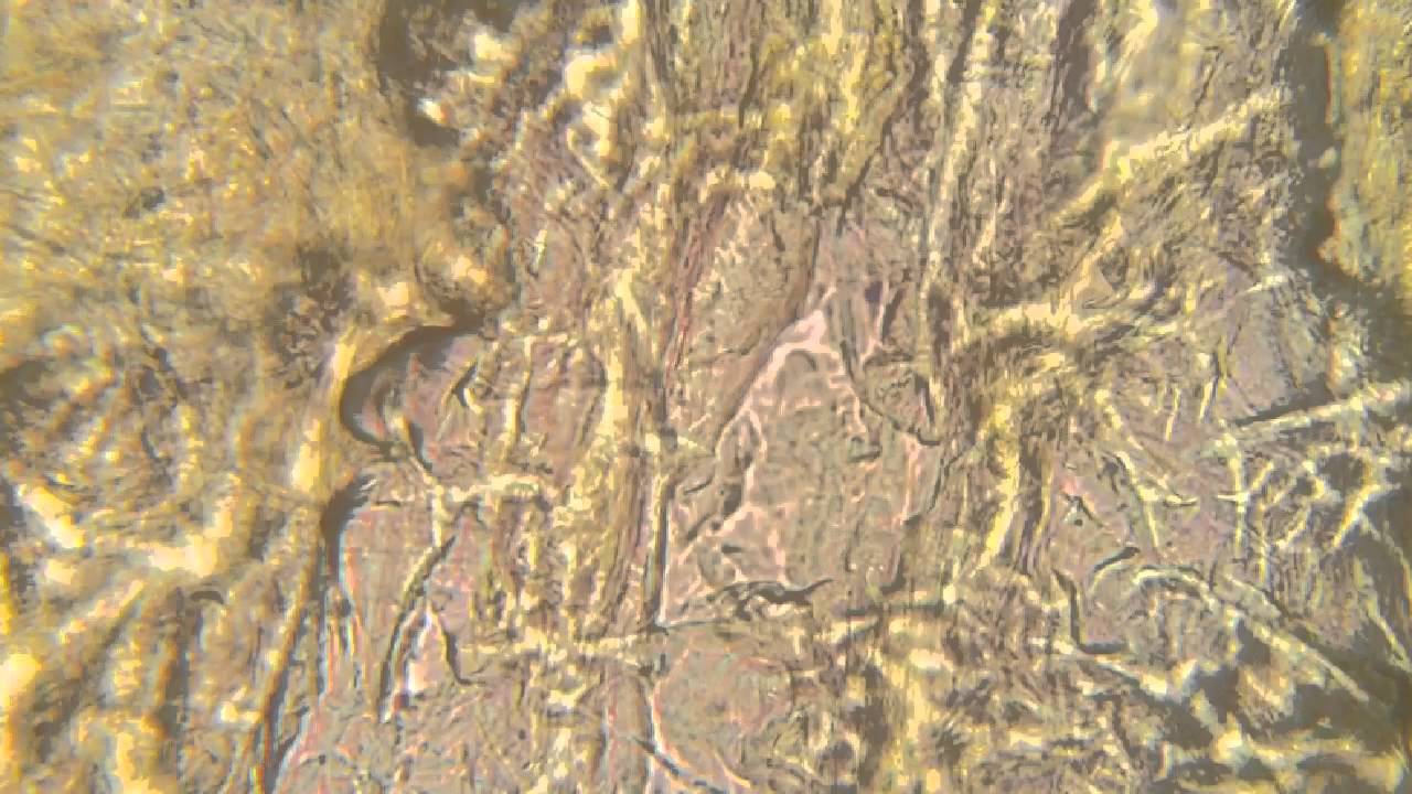 Radish under Antique microscope. Part two. Video # 9. - YouTube