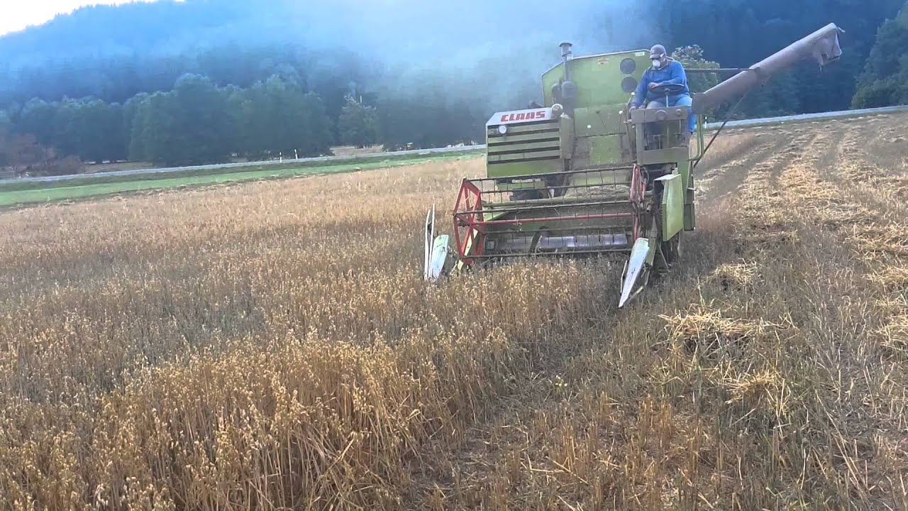 Hafer dreschen mit claas cosmos - YouTube