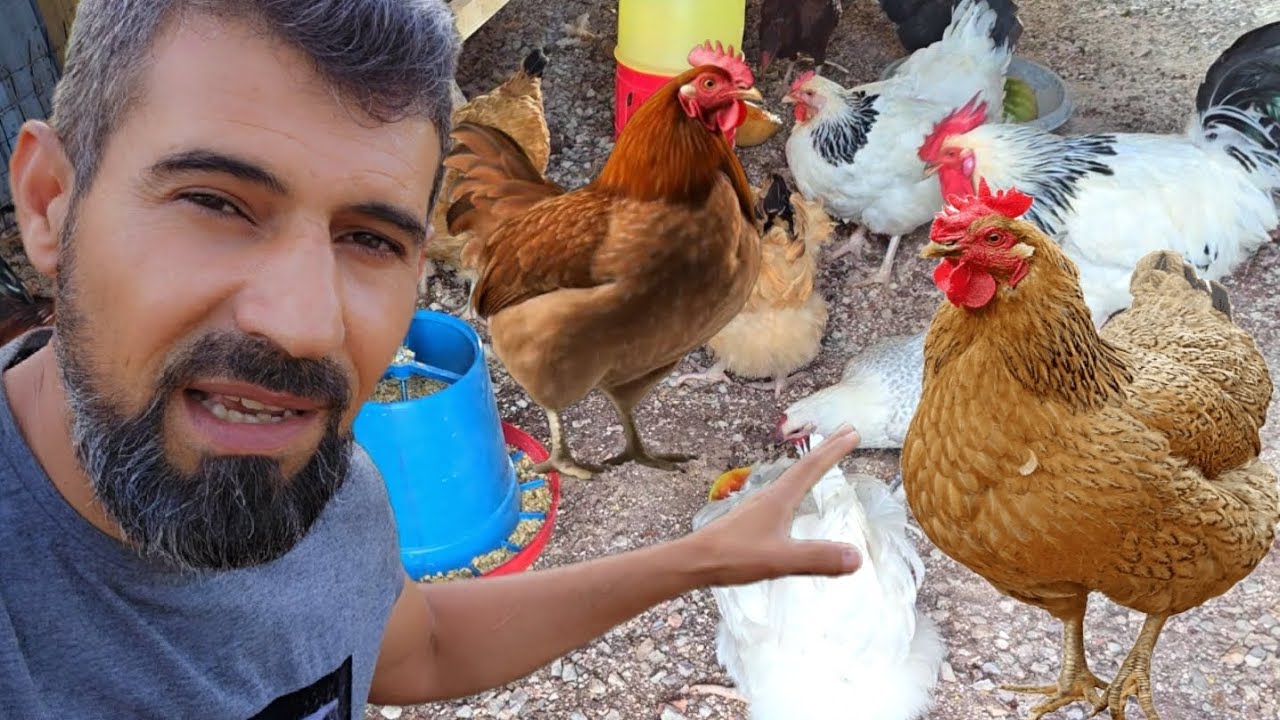 اخيرا جبت الدجاج شو رايكم في الأنواع اللي شتريتها Youtube