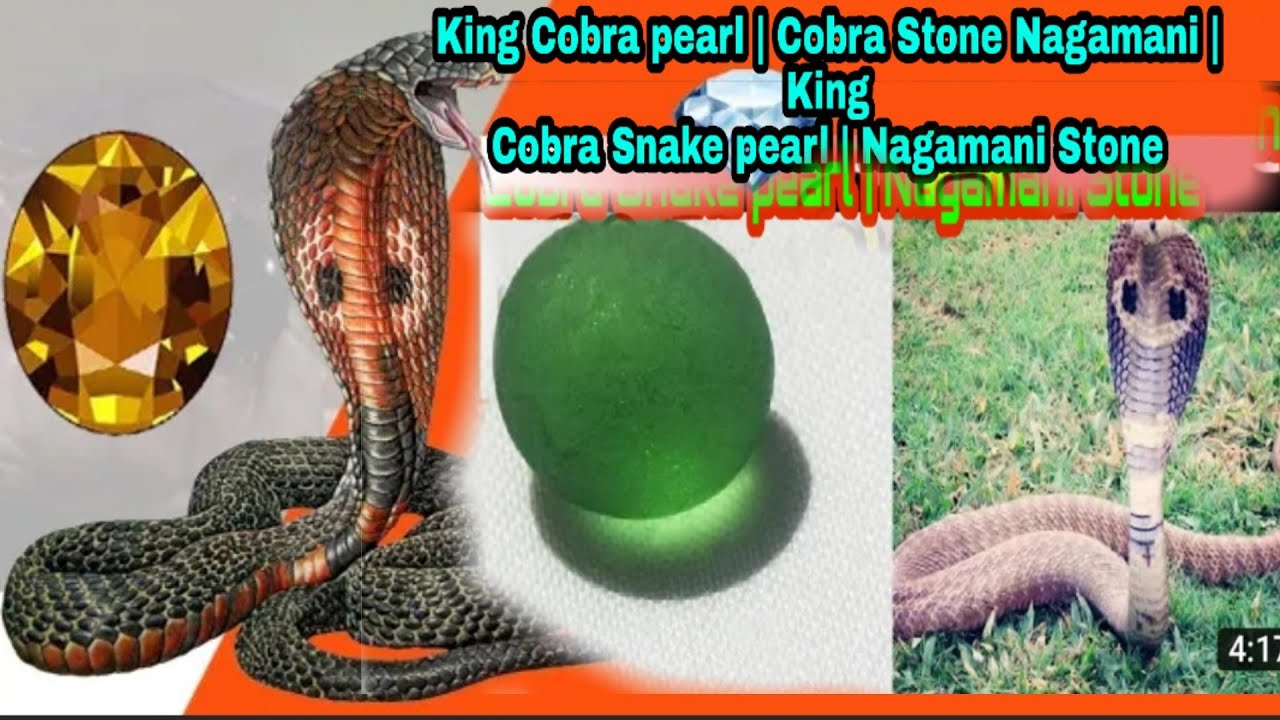 King Cobra pearl | Cobra Stone Nagamani | King Cobra Snake pearl ...