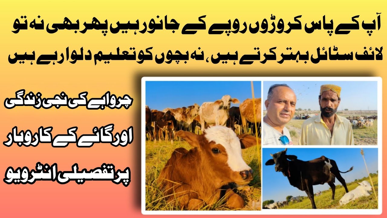 Cow farming in Pakistan | interview from Shepherd | Cow Video October ...