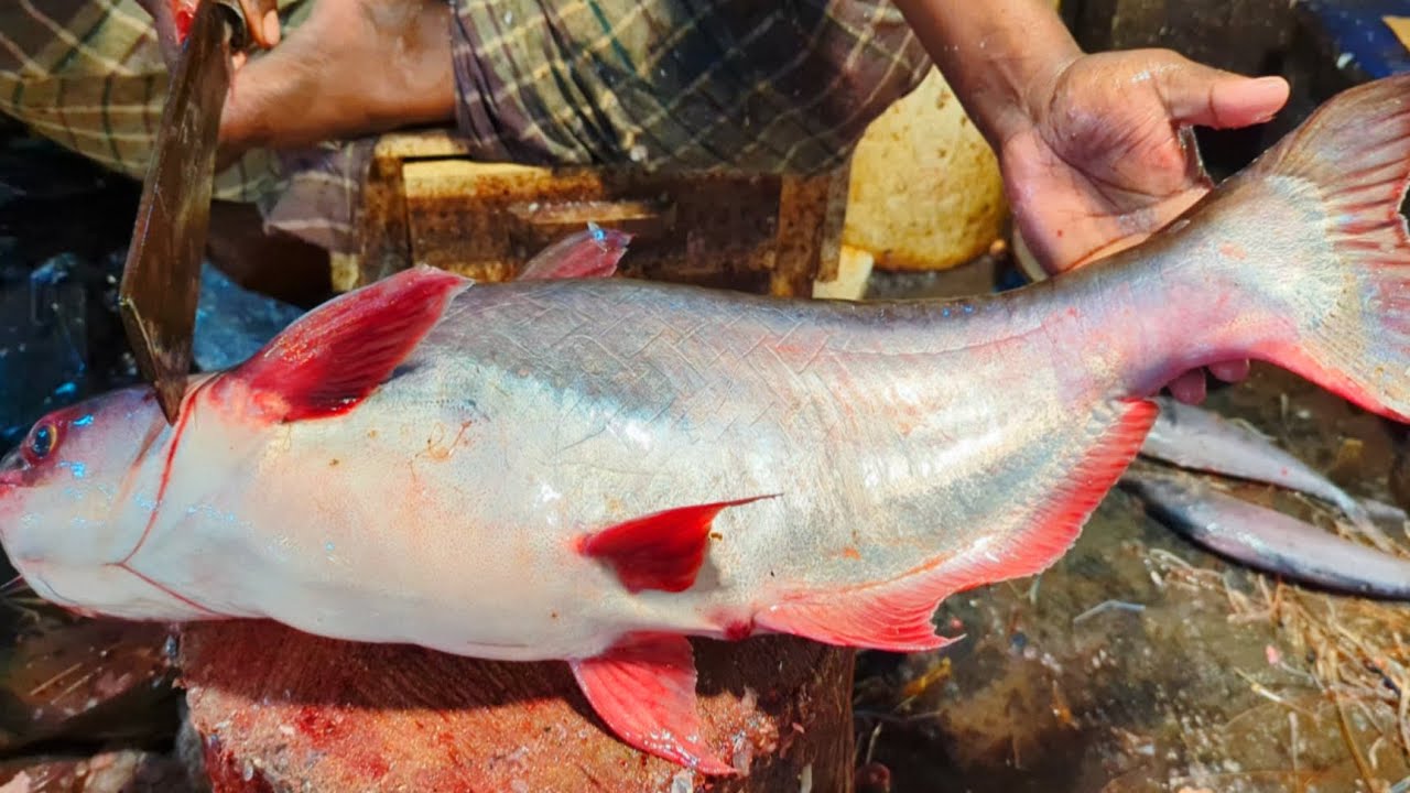 Amazing Huge Pangas Fish Cutting Skills In Bangladesh Fish Market By ...