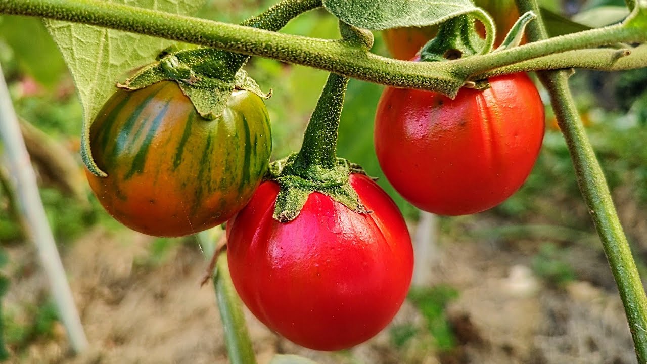 COMO PLANTAR JILÓ PASSO A PASSO. - YouTube